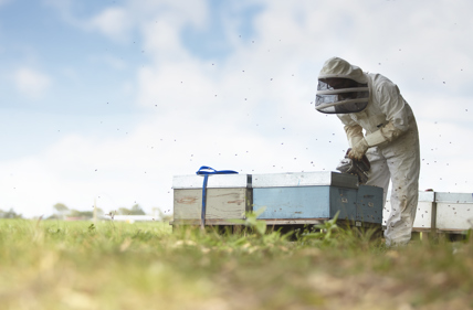 Honey Testing - our industry-leading turnaround times